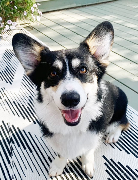 Browse Heathers Corgi Pups, Eldorado at Santa Fe, New Mexico