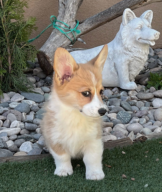 Browse Heathers Corgi Pups, Eldorado at Santa Fe, New Mexico
