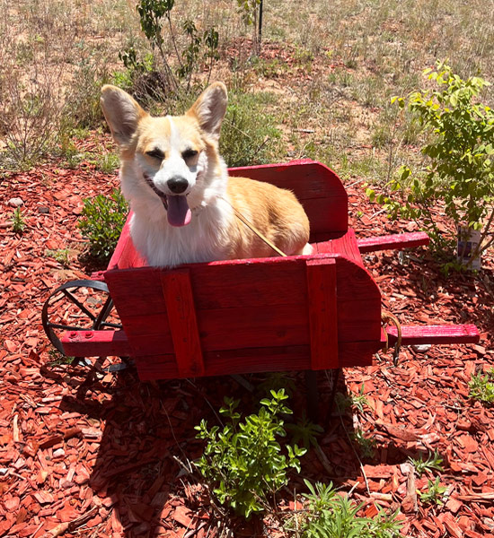 Browse Heathers Corgi Pups, Eldorado at Santa Fe, New Mexico
