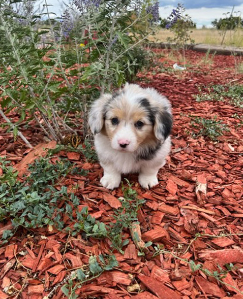 Browse Heathers Corgi Pups, Eldorado at Santa Fe, New Mexico