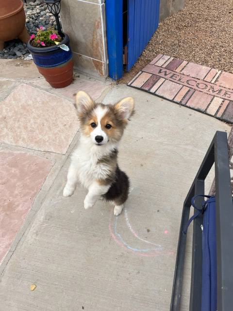 Browse Heathers Corgi Pups, Eldorado at Santa Fe, New Mexico
